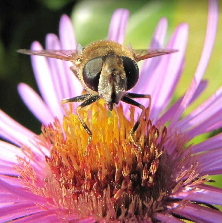 Loi industrie verte : le Gouvernement propose de créer une procédure de ...